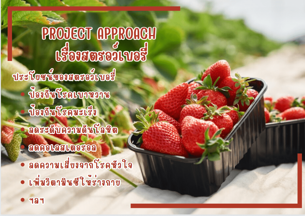 Project Approach เรื่องสตรอว์เบอรี่ 2567