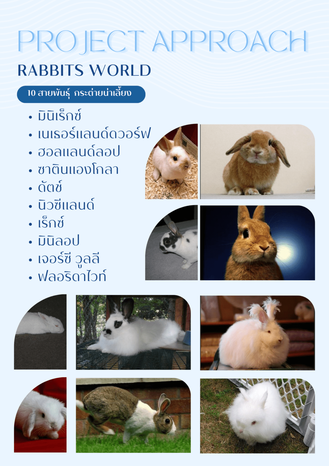 Project Approach เรื่องกระต่าย 2567 อนุบาล 1/2 โรงเรียนยอแซฟวิทยา