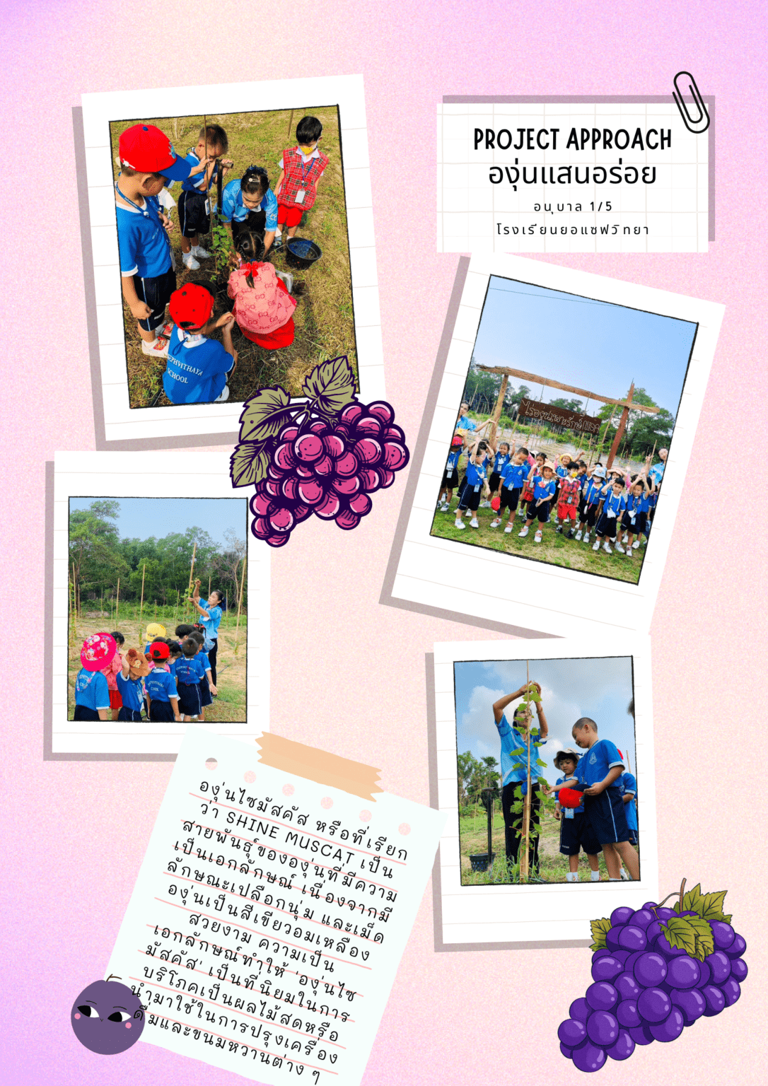 Project Approach เรื่ององุ่นแสนอร่อย 2567 โรงเรียนยอแซฟวิทยา